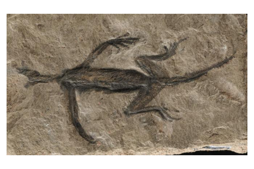 Mystery Solved: the Oldest Fossil Reptile from the Alps is an ...