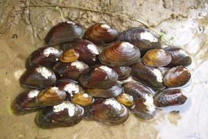 Crtically Endangered Mussels Species Returns to the Riverbed ...